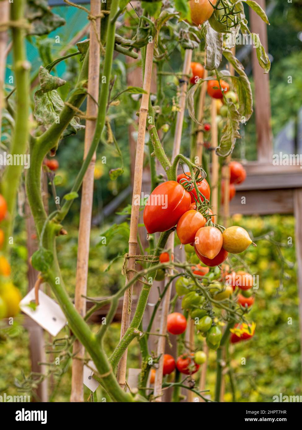 Tomato plants with foliage removed to allow maximum sunlight to the ...