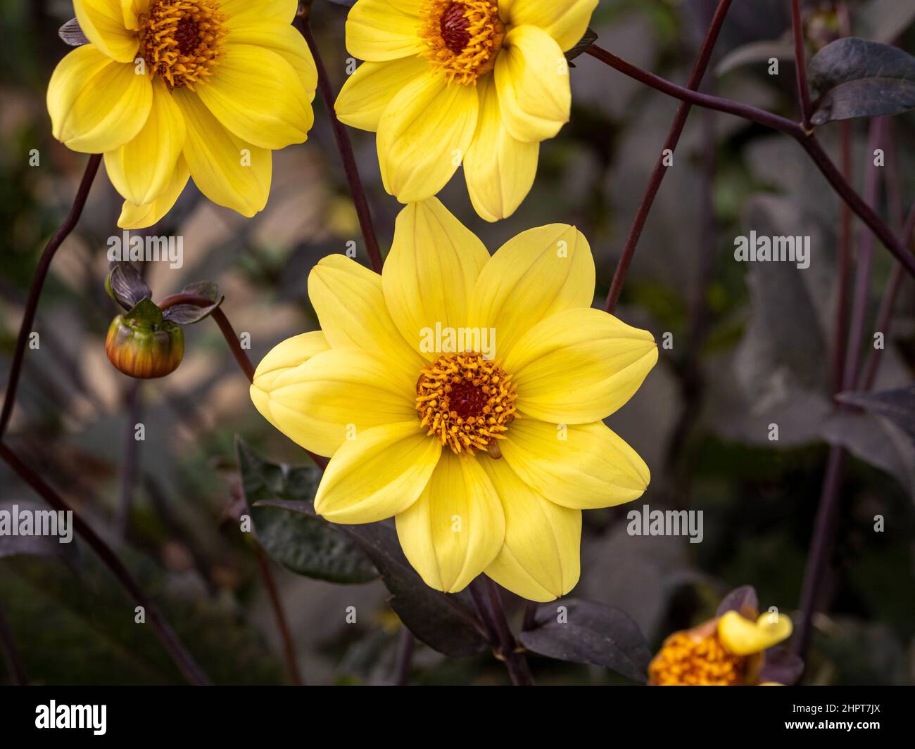 Single flower stems hi-res stock photography and images - Alamy