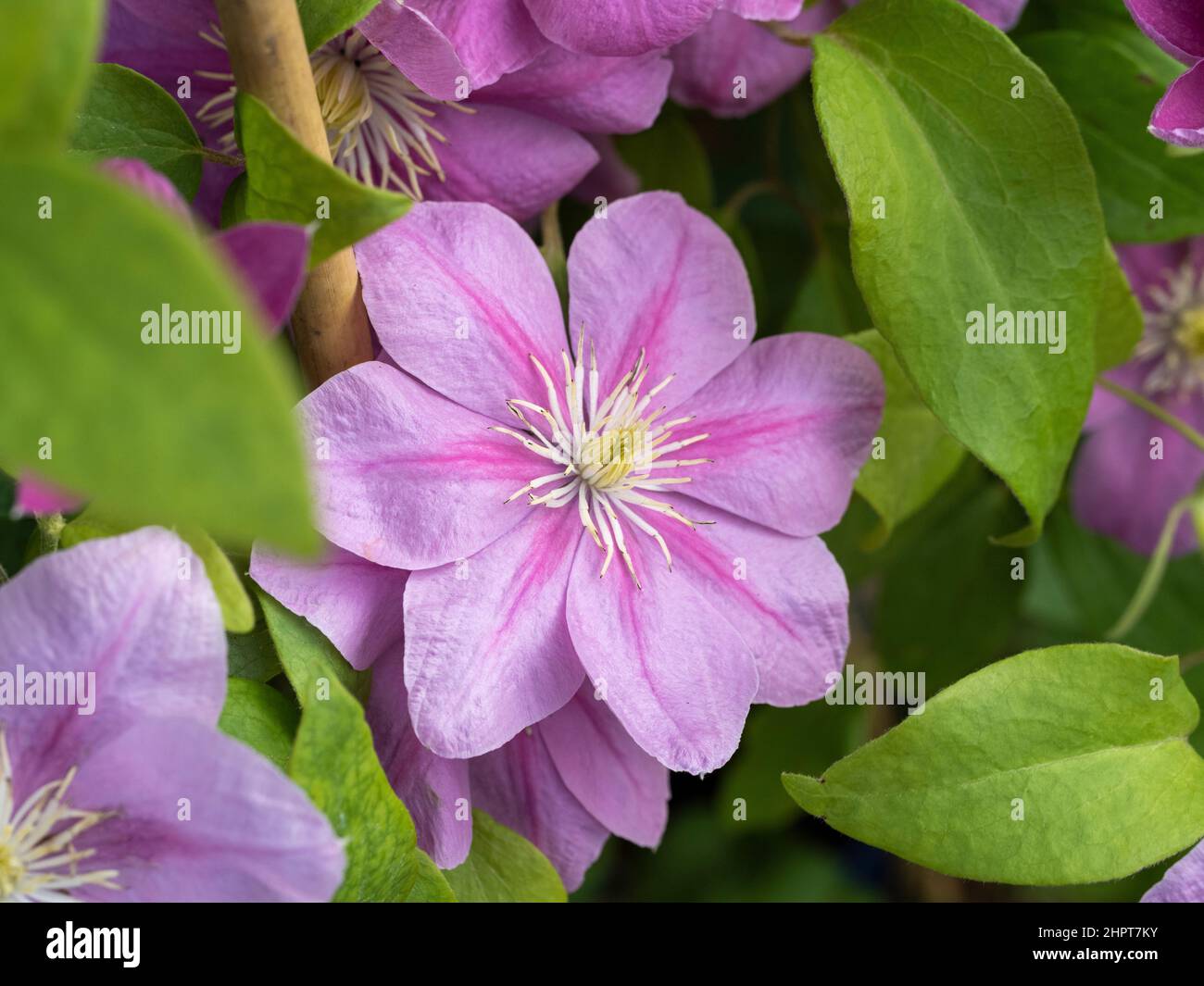 Pink flowers of Clematis Alaina growing in a garden Stock Photo - Alamy