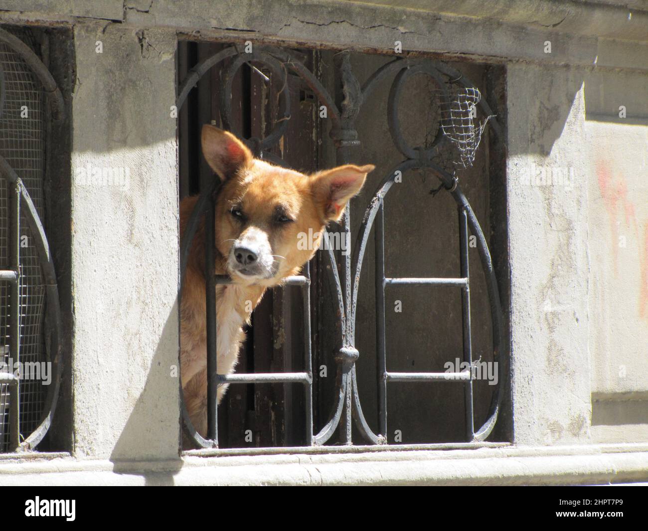 Curious dog looks out the window and balcony of the facade of an old ...