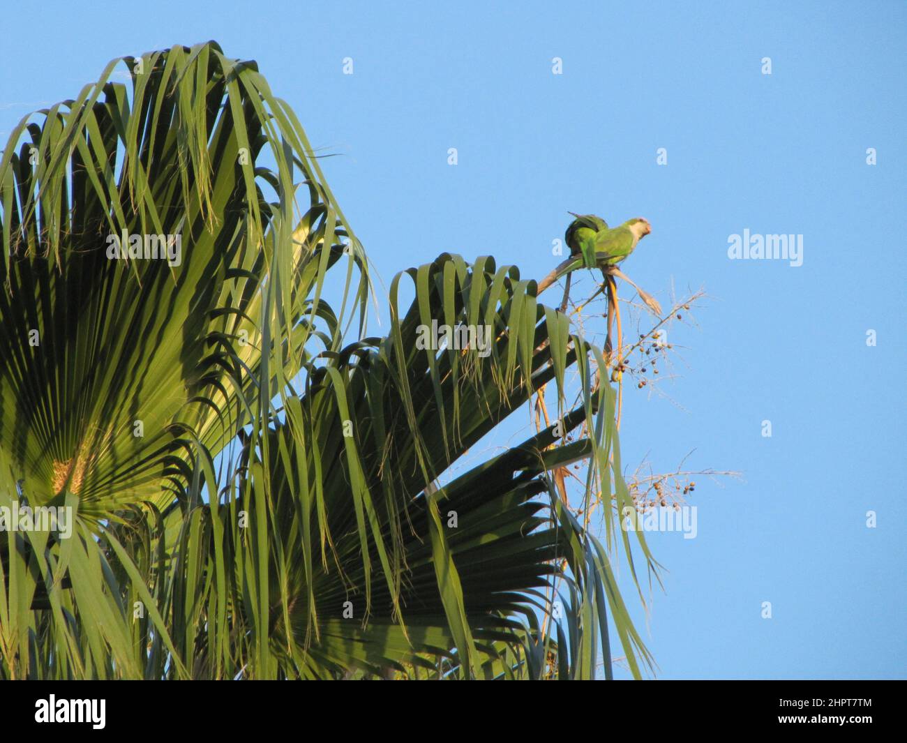 Bird monk parakeet (Myiopsitta monachus), Quaker parrot resting on a ...
