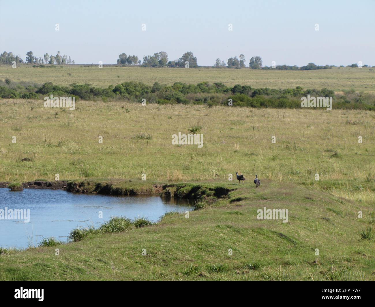 Southern crested screamer (Chauna torquata) Chaja, Casal, pair of birds ...