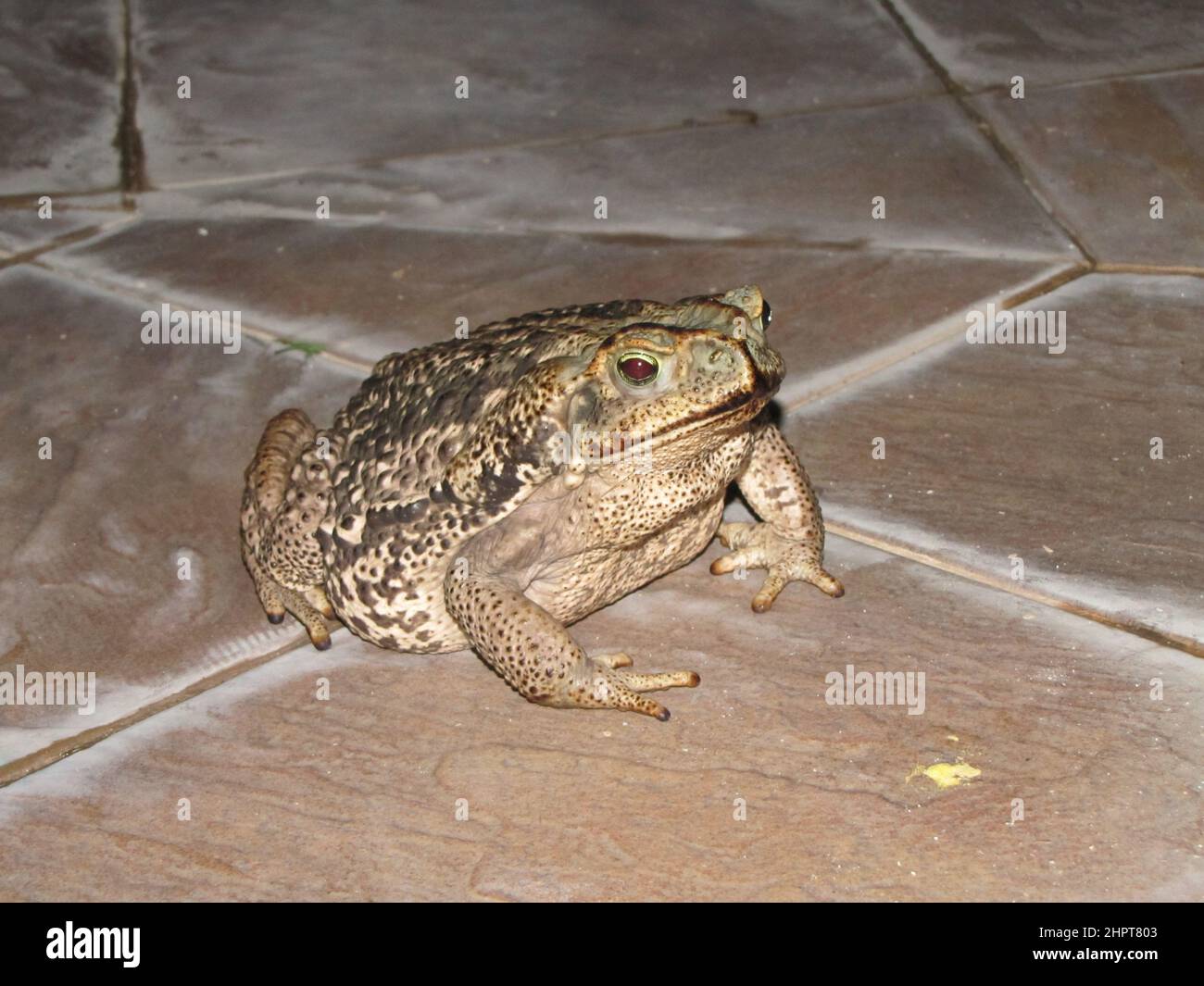 Toad on the ground floor in a garden. Frog in the field at night Stock ...