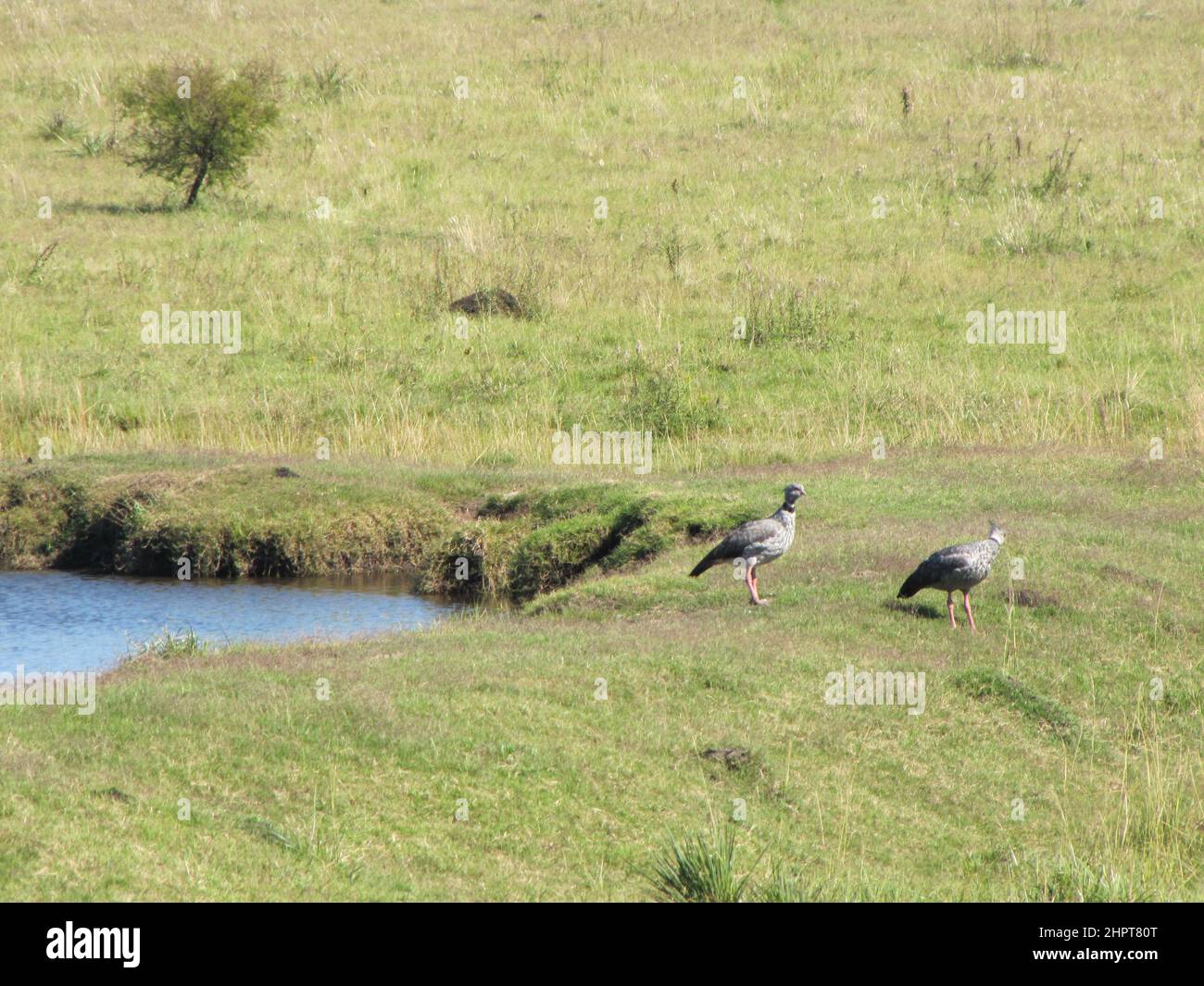 Southern crested screamer (Chauna torquata) Chaja, Casal, pair of birds ...