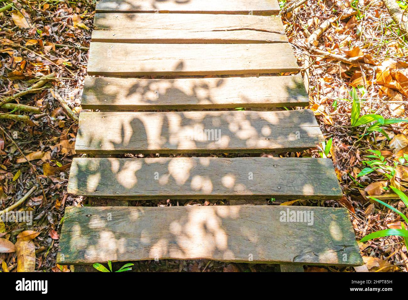Tropical natural jungle forest plants palm trees and wooden walking ...