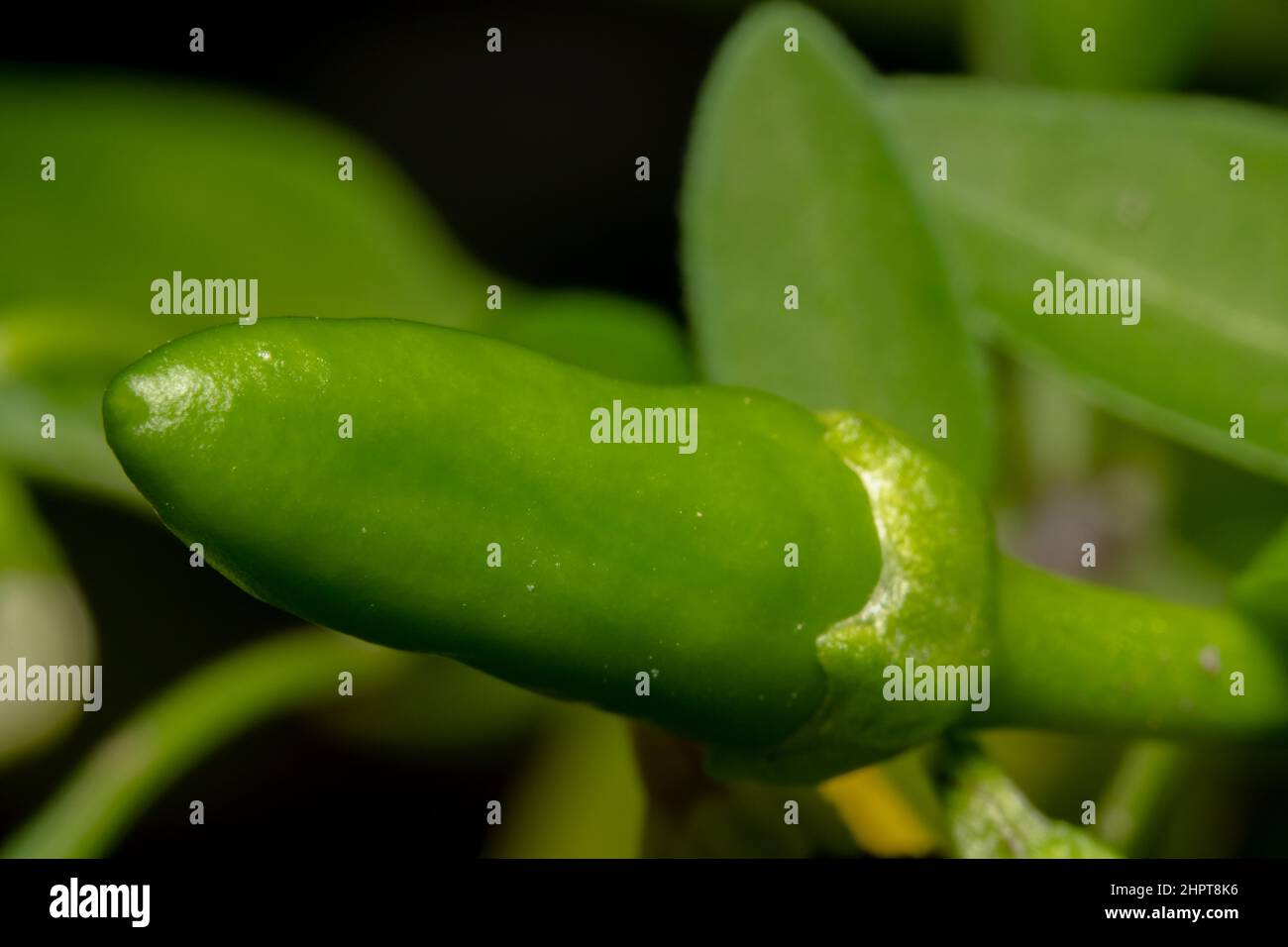 Green chilli, hot and spicy chilli close up shot Stock Photo - Alamy
