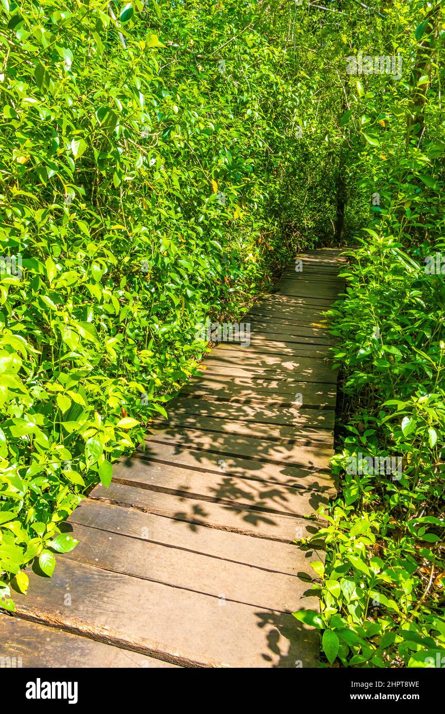 Tropical natural jungle forest plants palm trees and wooden walking ...