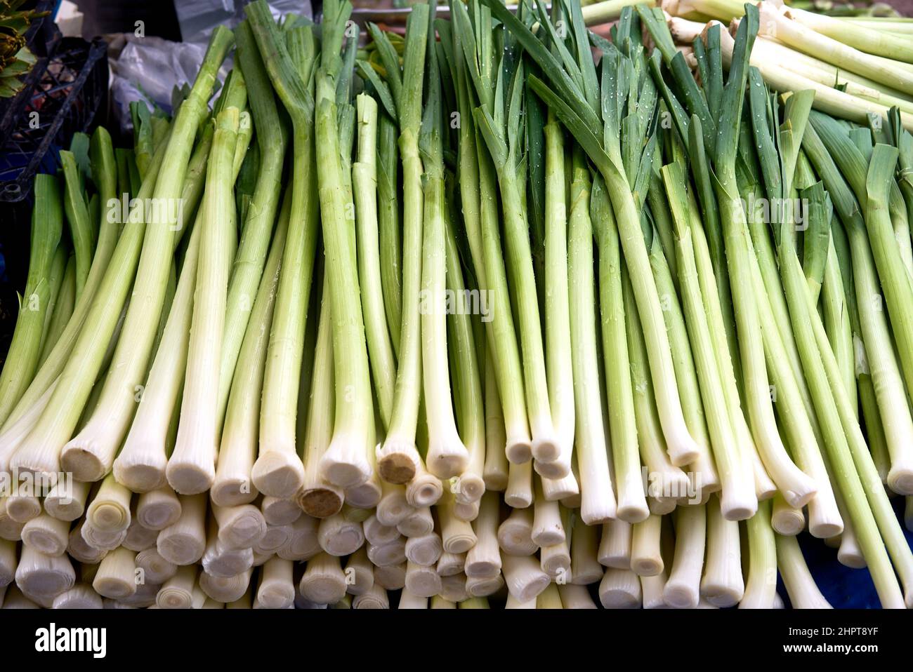 Allium ampeloprasum leek group hi-res stock photography and images - Alamy