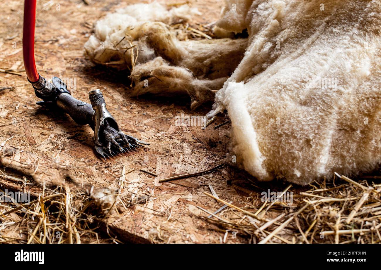 Sheep sheep shearing hi-res stock photography and images - Alamy