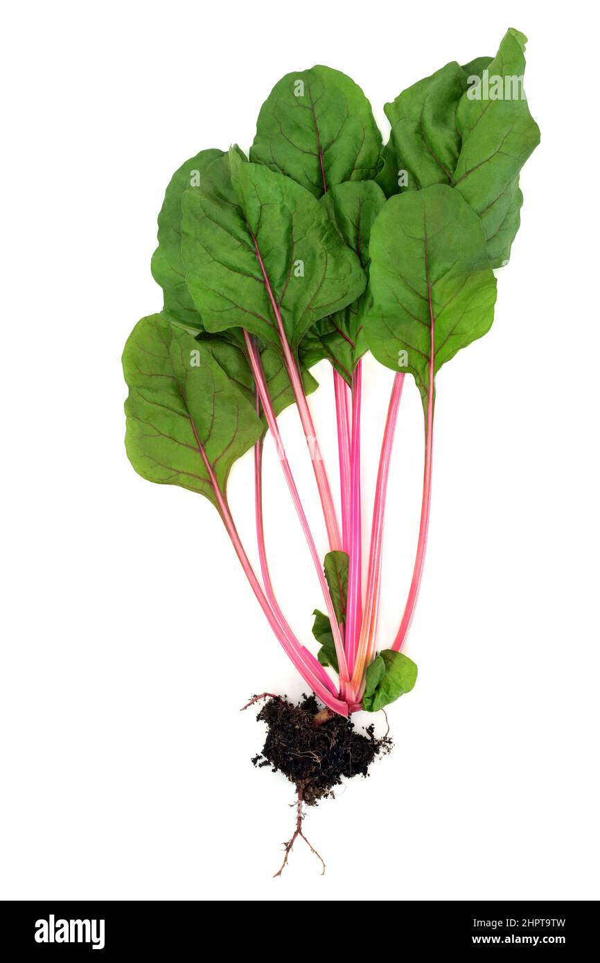 Swiss chard ruby red vegetable freshly picked with root ball. Health ...