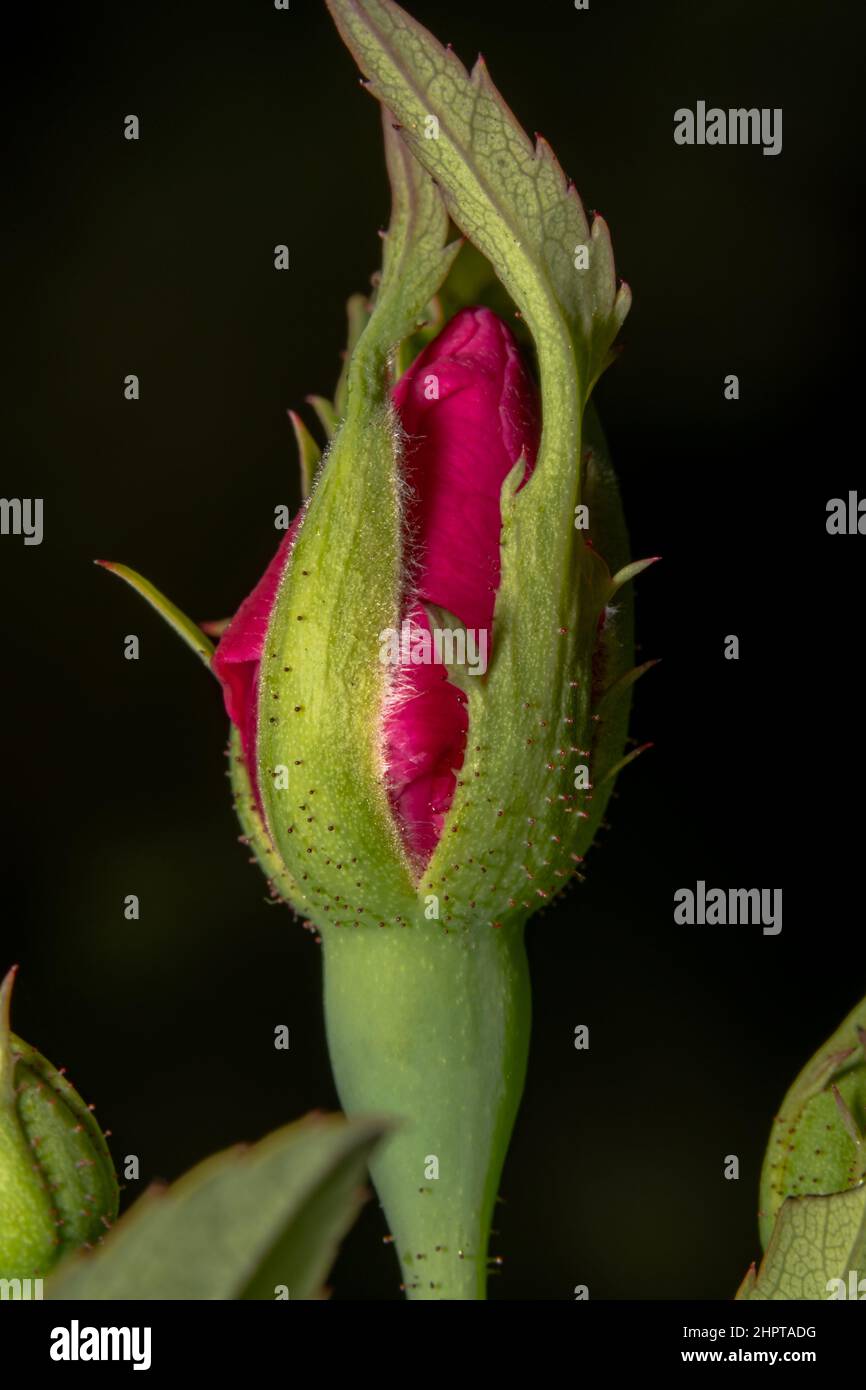 Red and pink blended rose bud blooming Stock Photo - Alamy