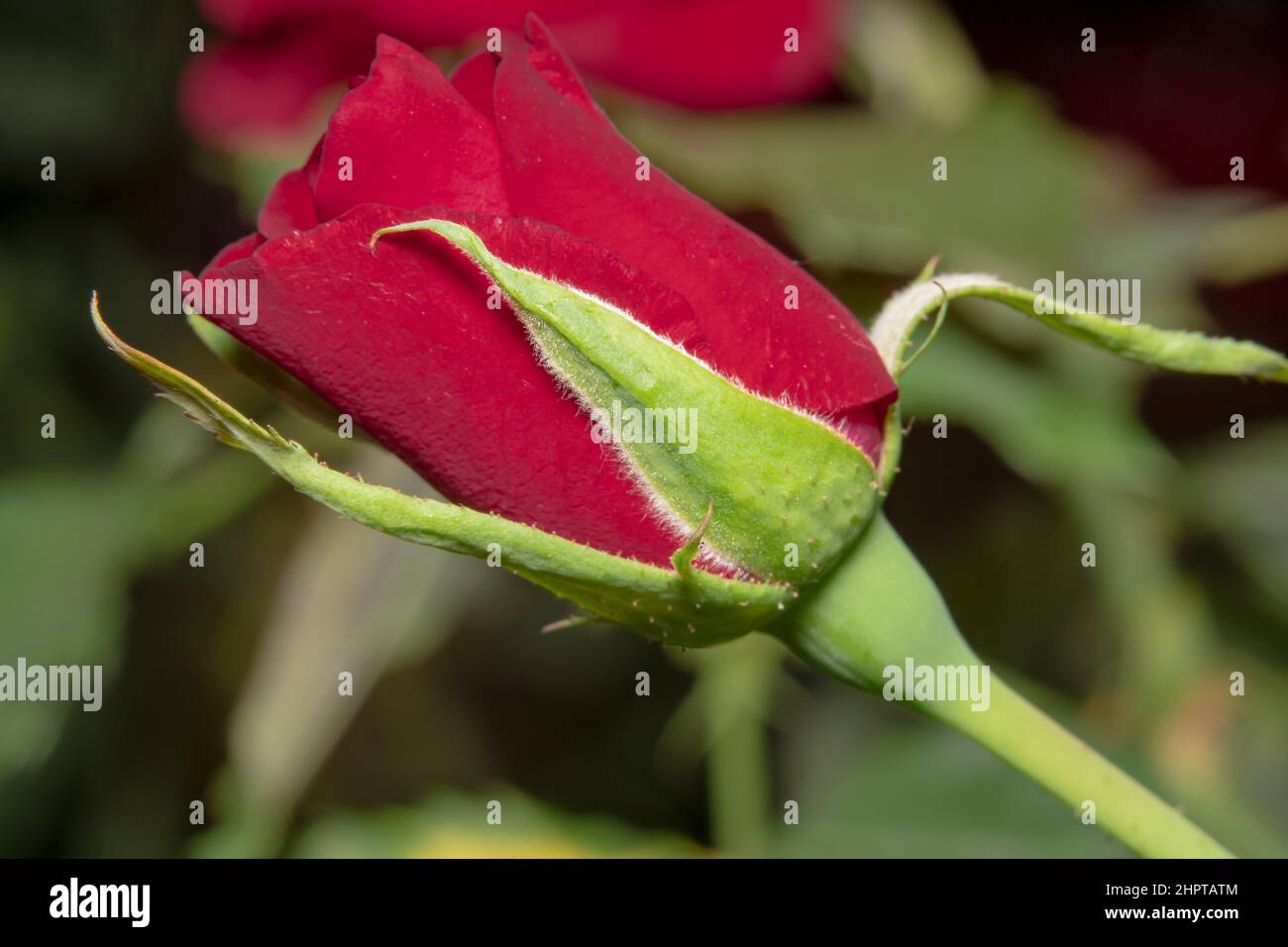 Side bud hi-res stock photography and images - Alamy