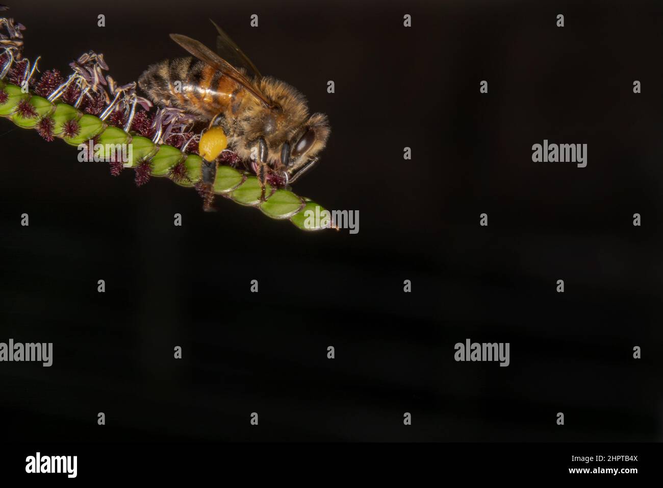 Honey bee with pollen bag riding a green grass like a rocket Stock ...