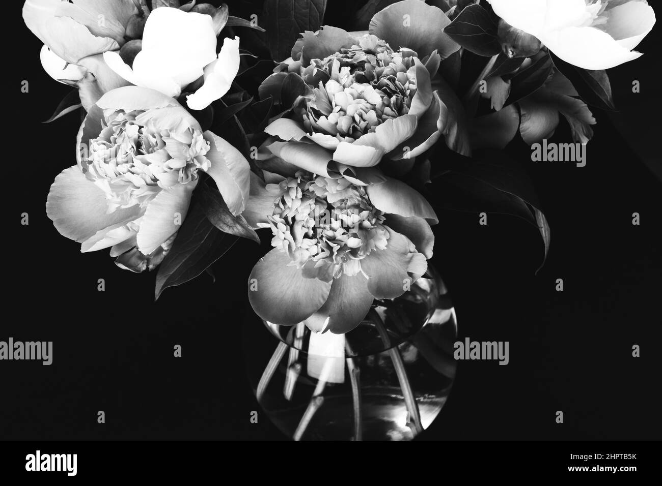 Bouquet of peonies in glass vase on black background. Black and white ...