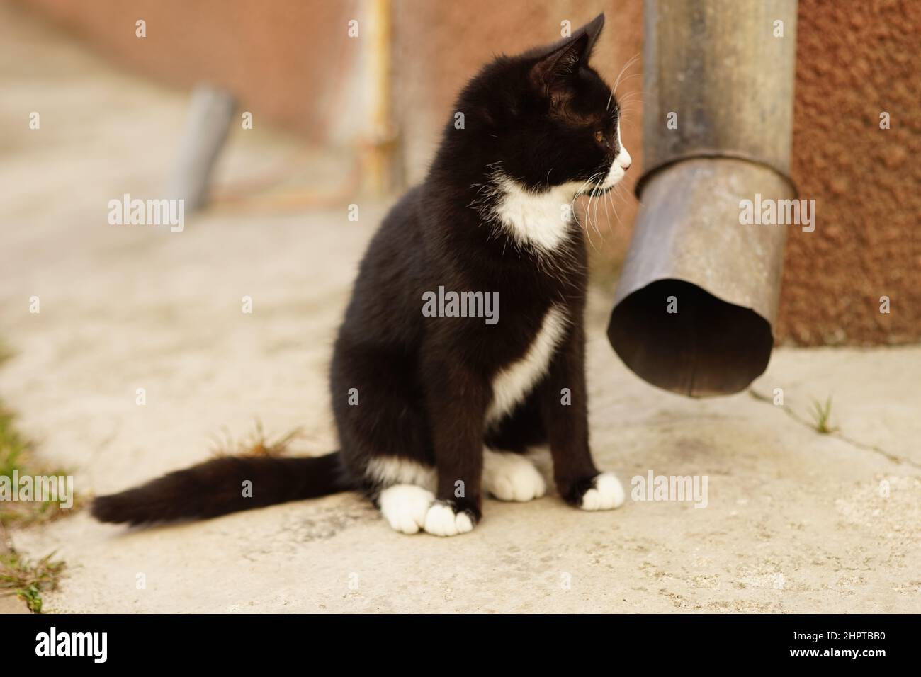 Black and white young kitten resting near drain pipe Stock Photo - Alamy