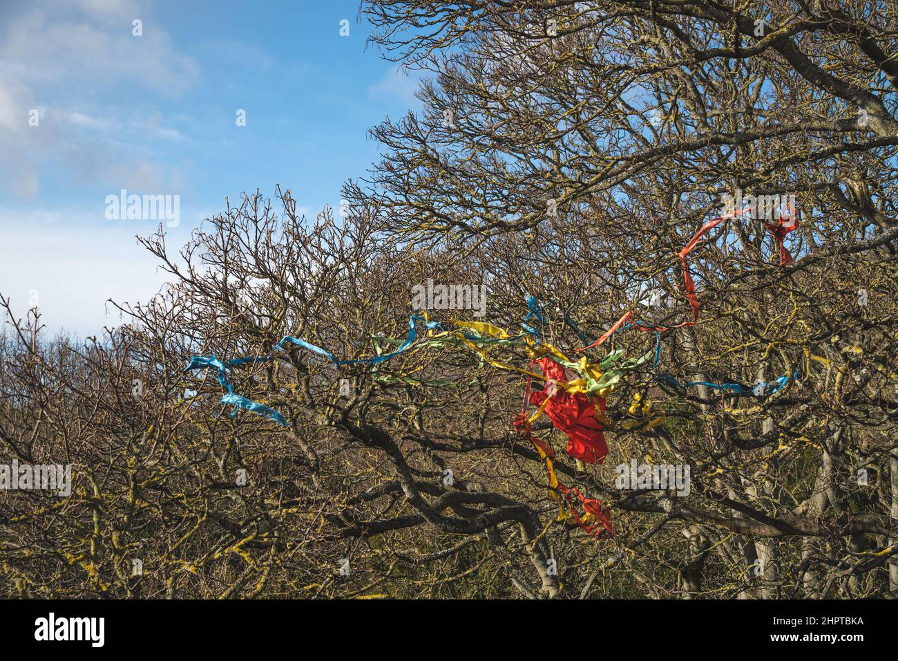 Colorful ribbons of material caught in the branches of a tree on a blue ...