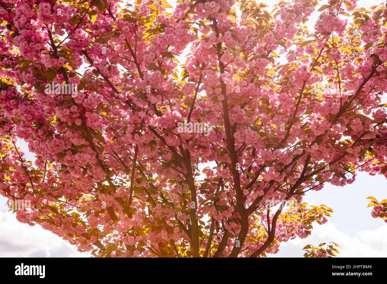 blooming pink sakura tree Stock Photo - Alamy