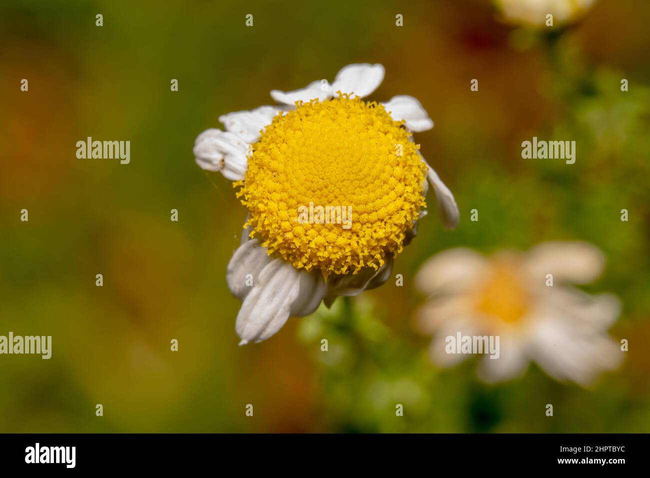 Common daisy flower with yellow centre with losing white petals Stock ...