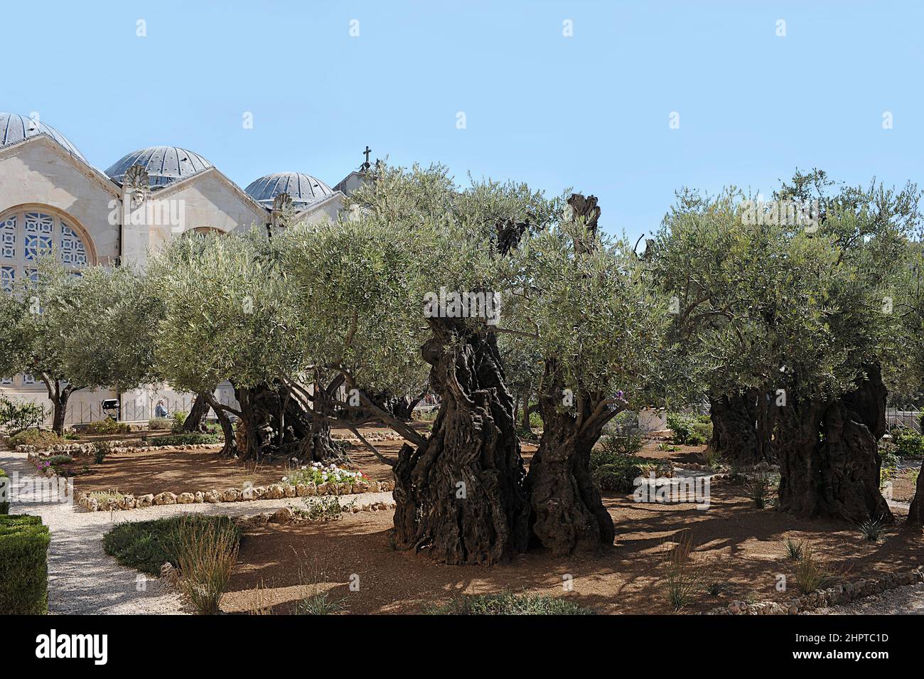 Old olive trees in the Garden of Gethsemane in Jerusalem Stock Photo ...