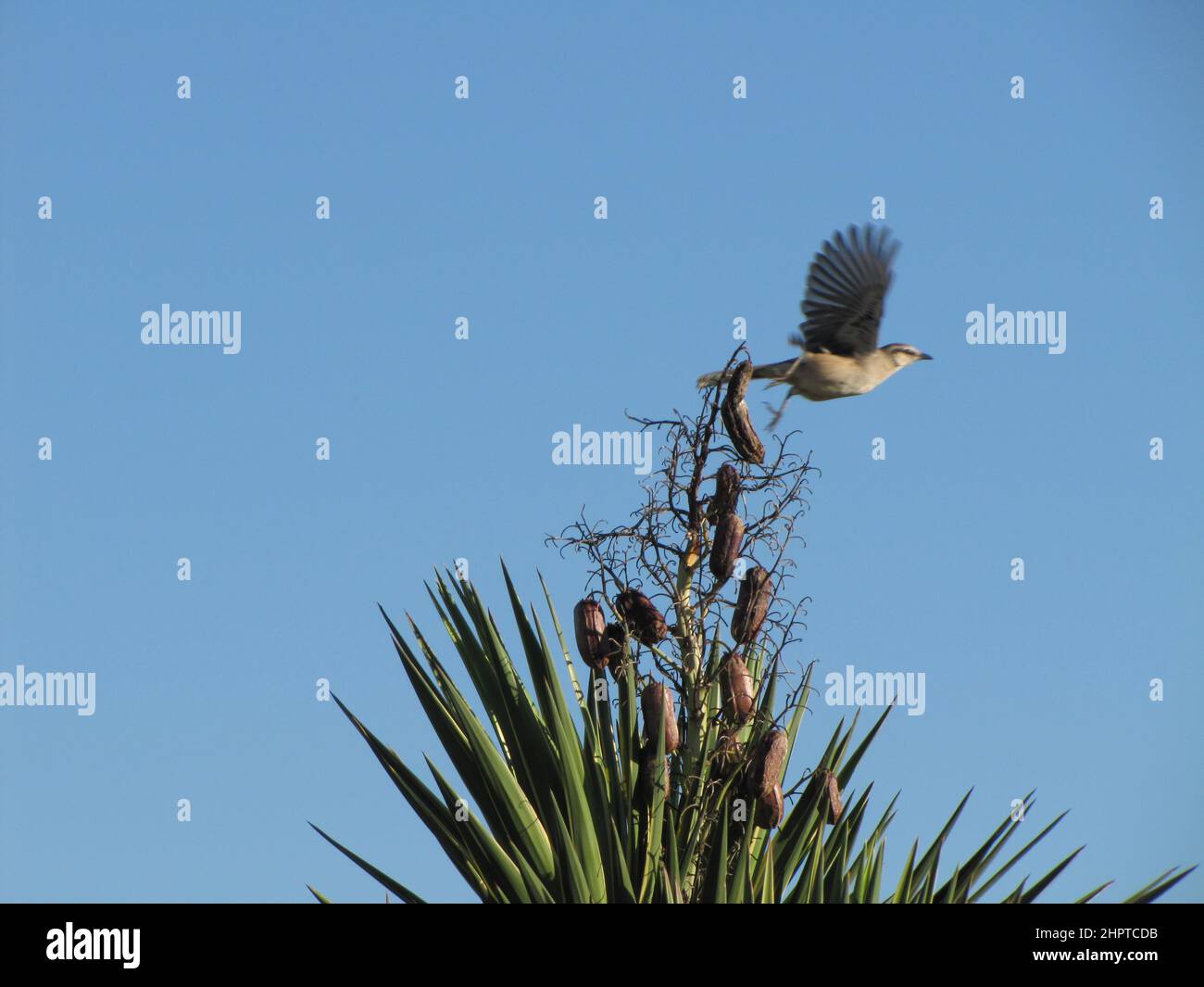 Bird flying from a tree branch at sunset Stock Photo - Alamy