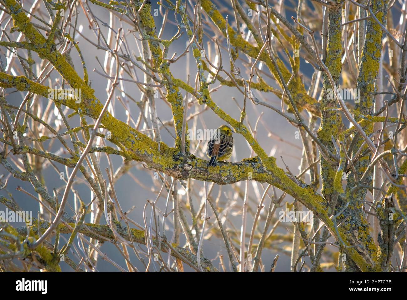 Yellow hammer in the tree branch Stock Photo - Alamy