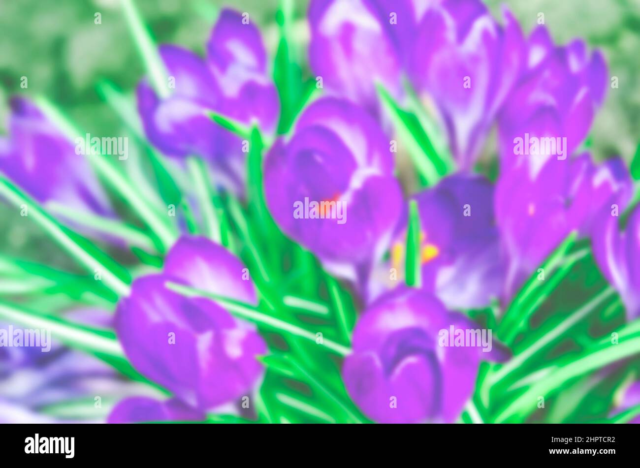 Blurred. Crocus sativus, commonly known as saffron crocus, or autumn ...