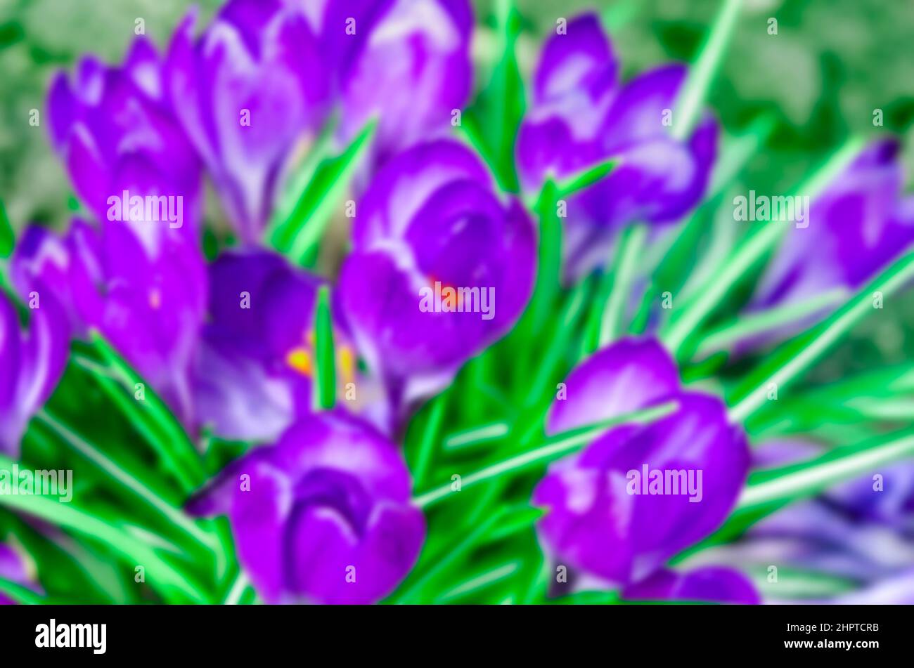 Blurred. Crocus sativus, commonly known as saffron crocus, or autumn ...