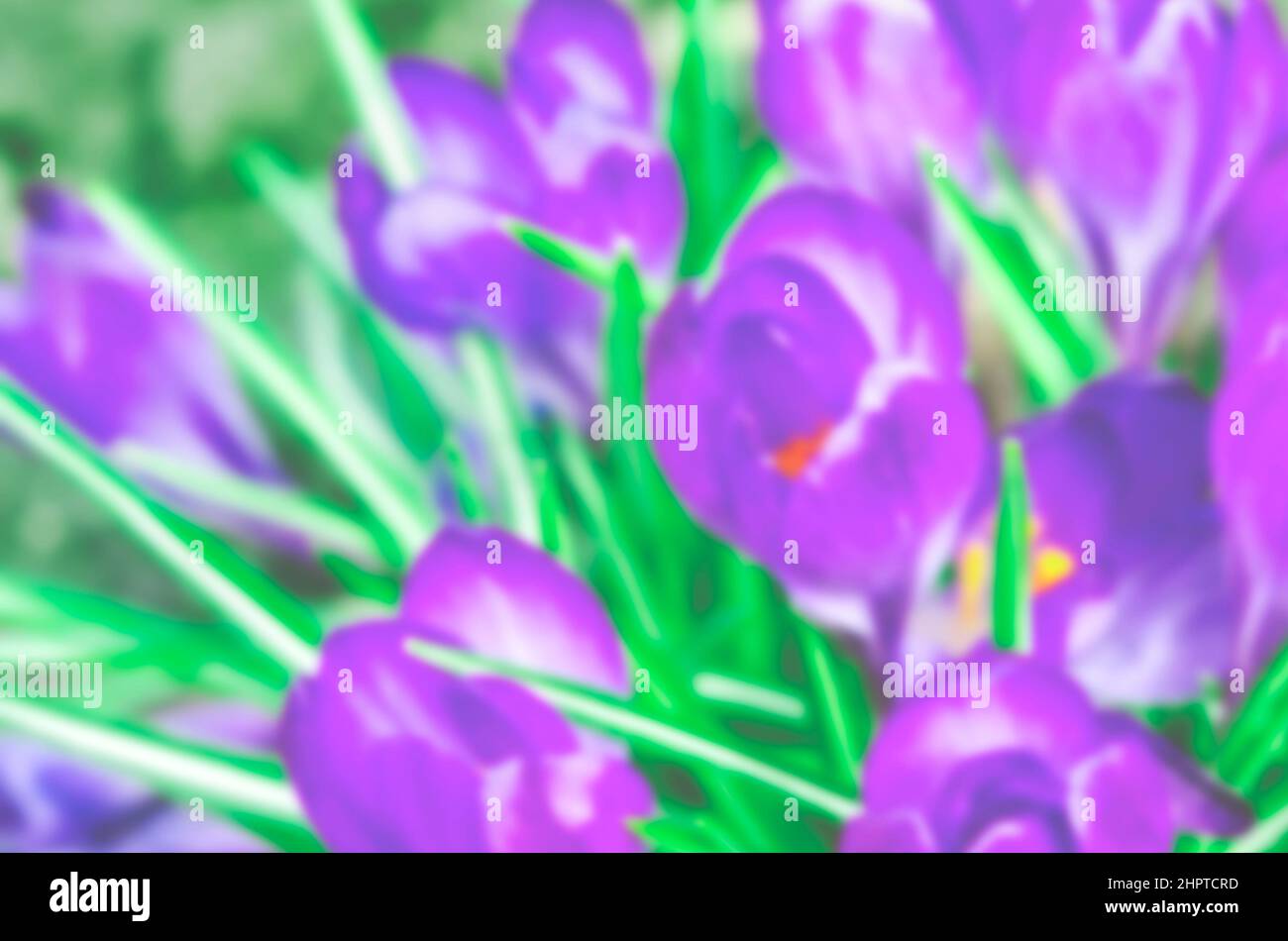 Blurred. Crocus sativus, commonly known as saffron crocus, or autumn ...