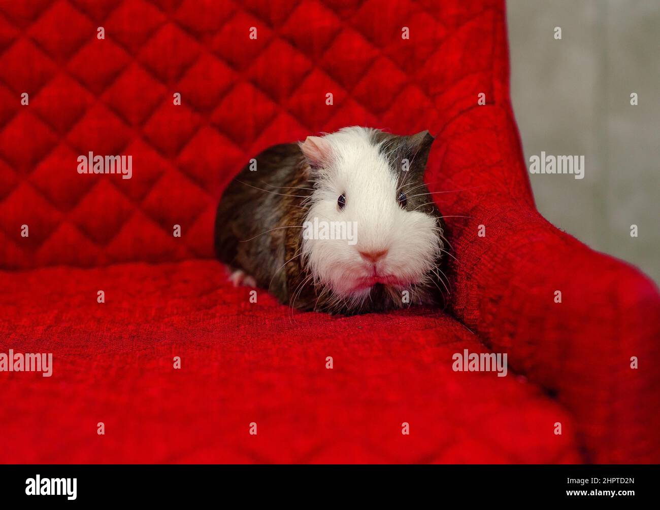 Close up guinea pig sitting hi-res stock photography and images - Alamy