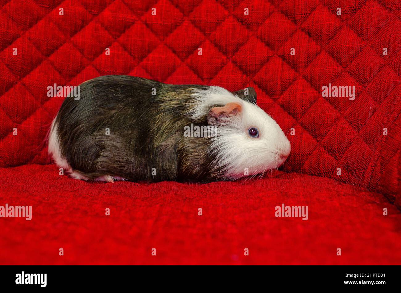 Tricolor with stars hi-res stock photography and images - Alamy