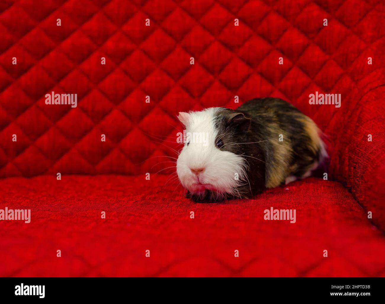 Cute hairy pet on red background. Tricolor guinea pig. Side view Stock ...