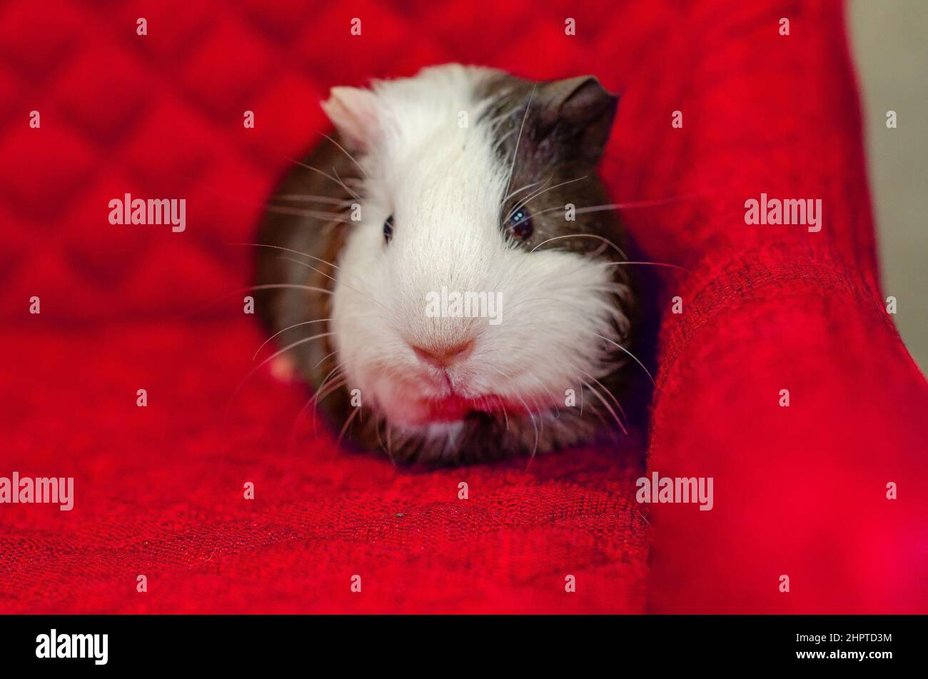 Sad tricolor guinea pig sitting on red sofa. Cute pet. Looking at ...