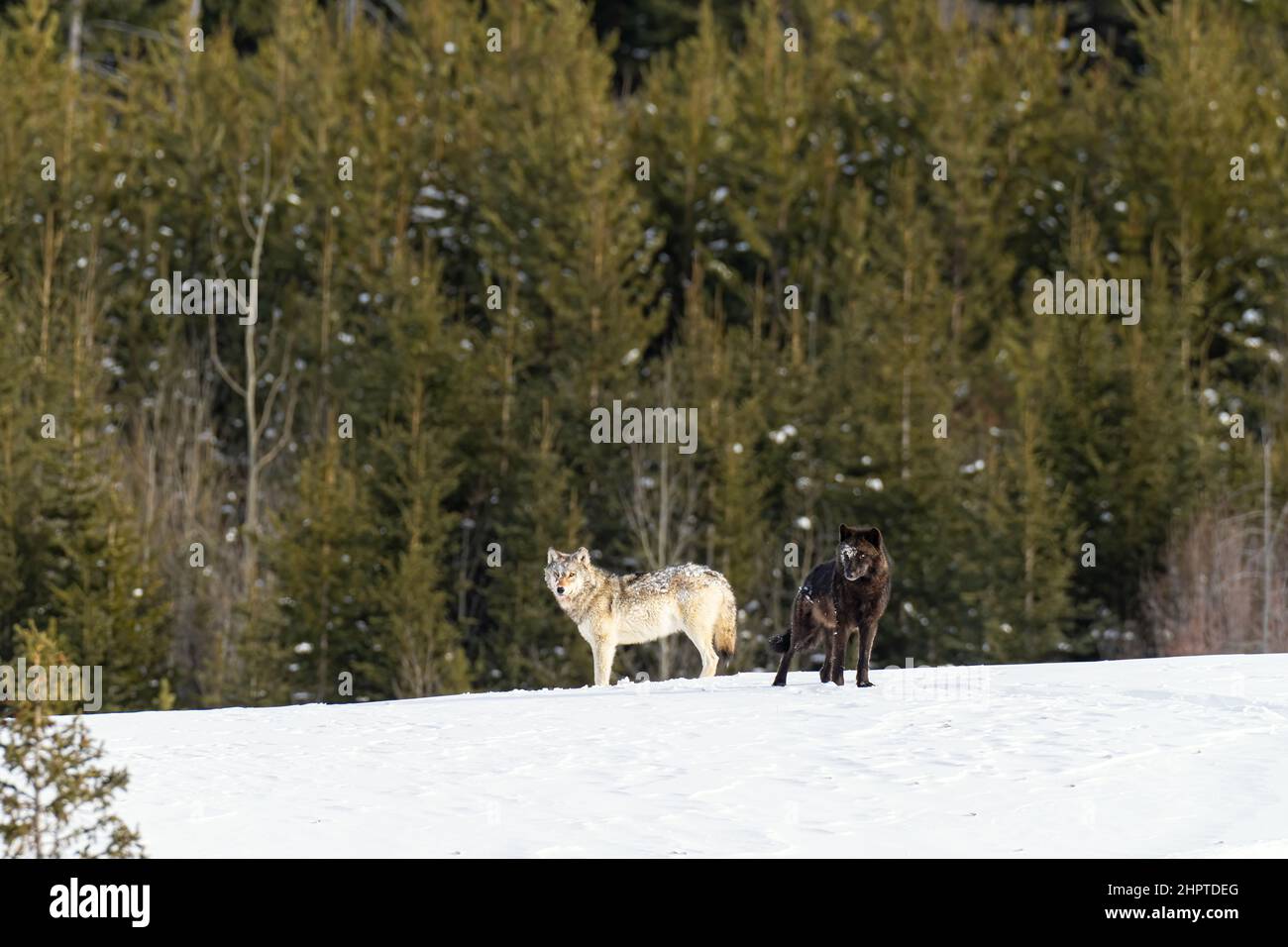Grey wolves yellowstone hi-res stock photography and images - Alamy