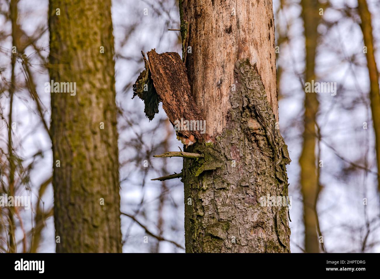 Tree dying bark hi-res stock photography and images - Alamy