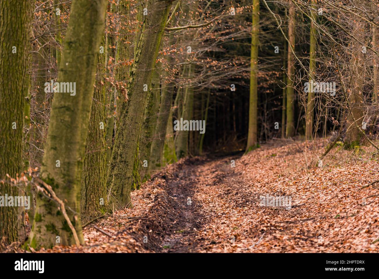 An sinister forest path in winter leads into darkness and the unknown ...