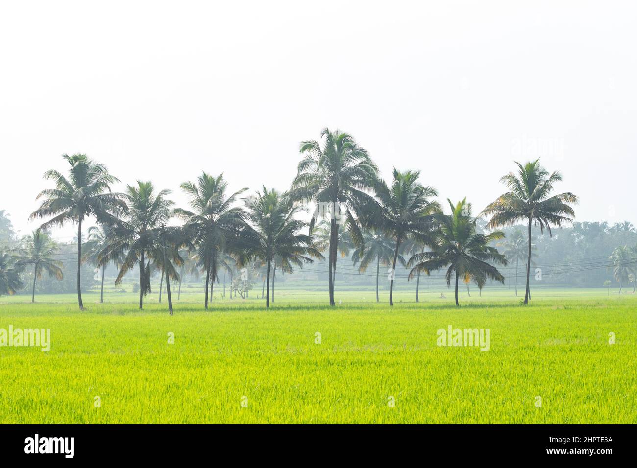 Paddy paddy field hi-res stock photography and images - Alamy