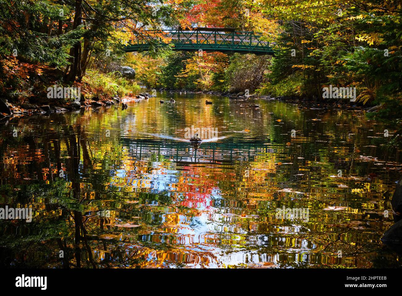 Autumn scene of a bridge over flat water river surrounded by colourful ...