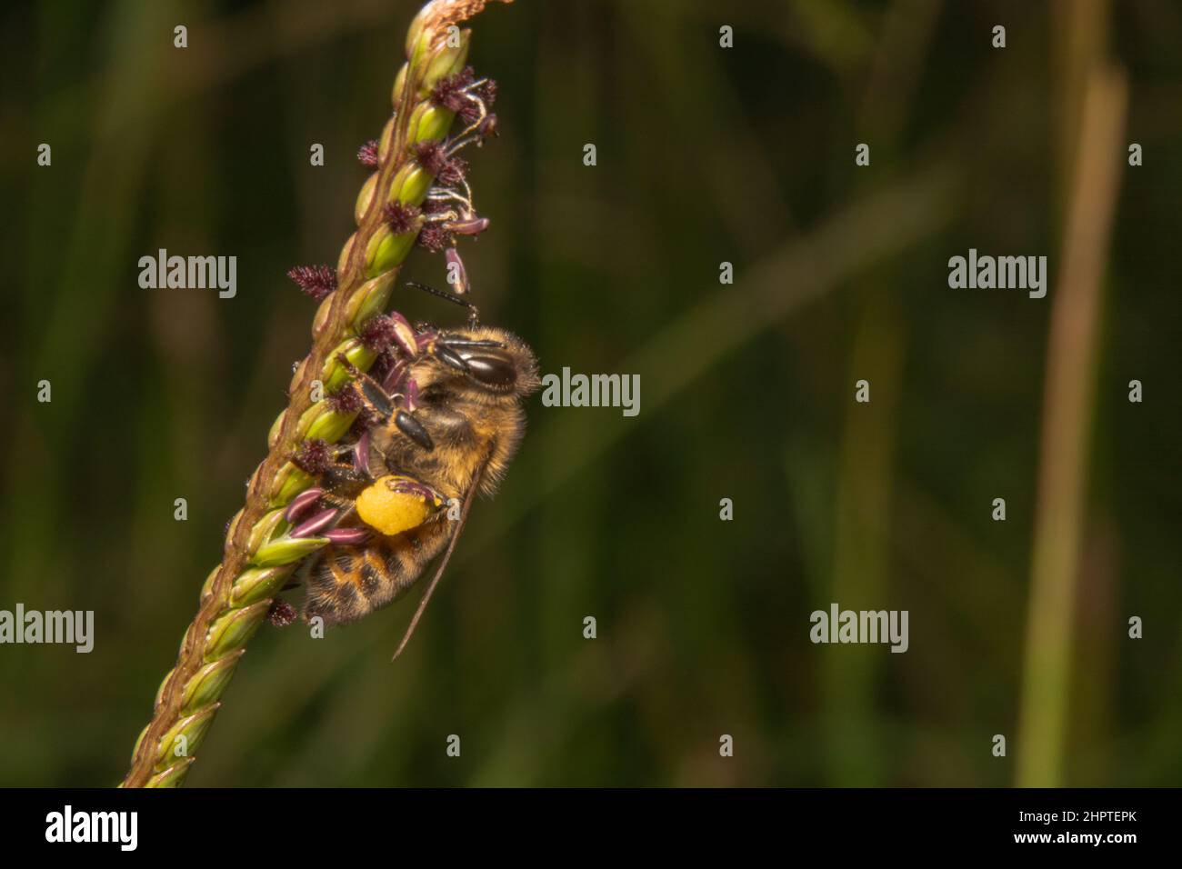 Big black eyed honey bee with big chunk of nectar on its legs Stock ...