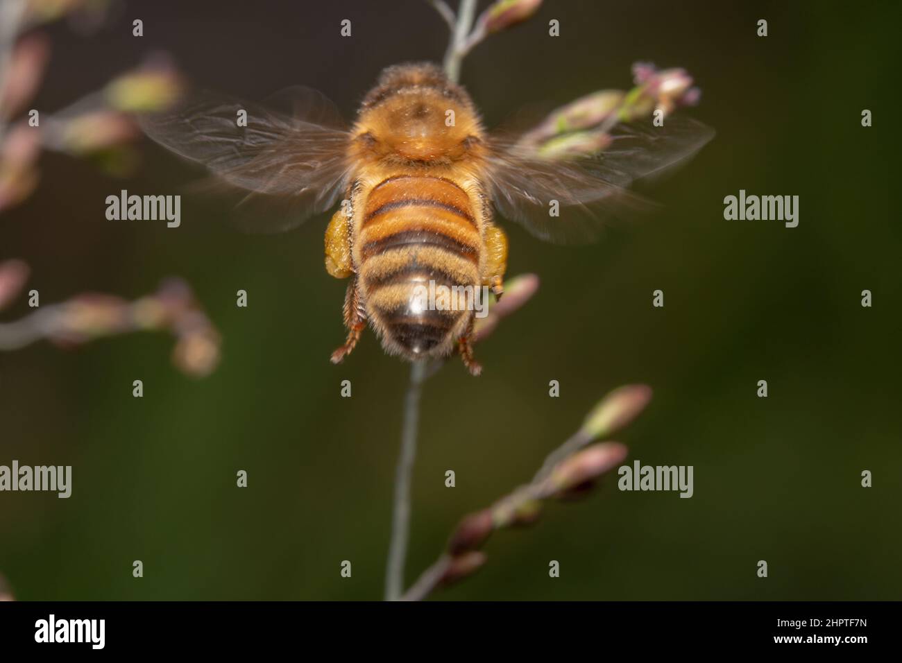 Honey bee with black and yellow stripes flying away Stock Photo - Alamy