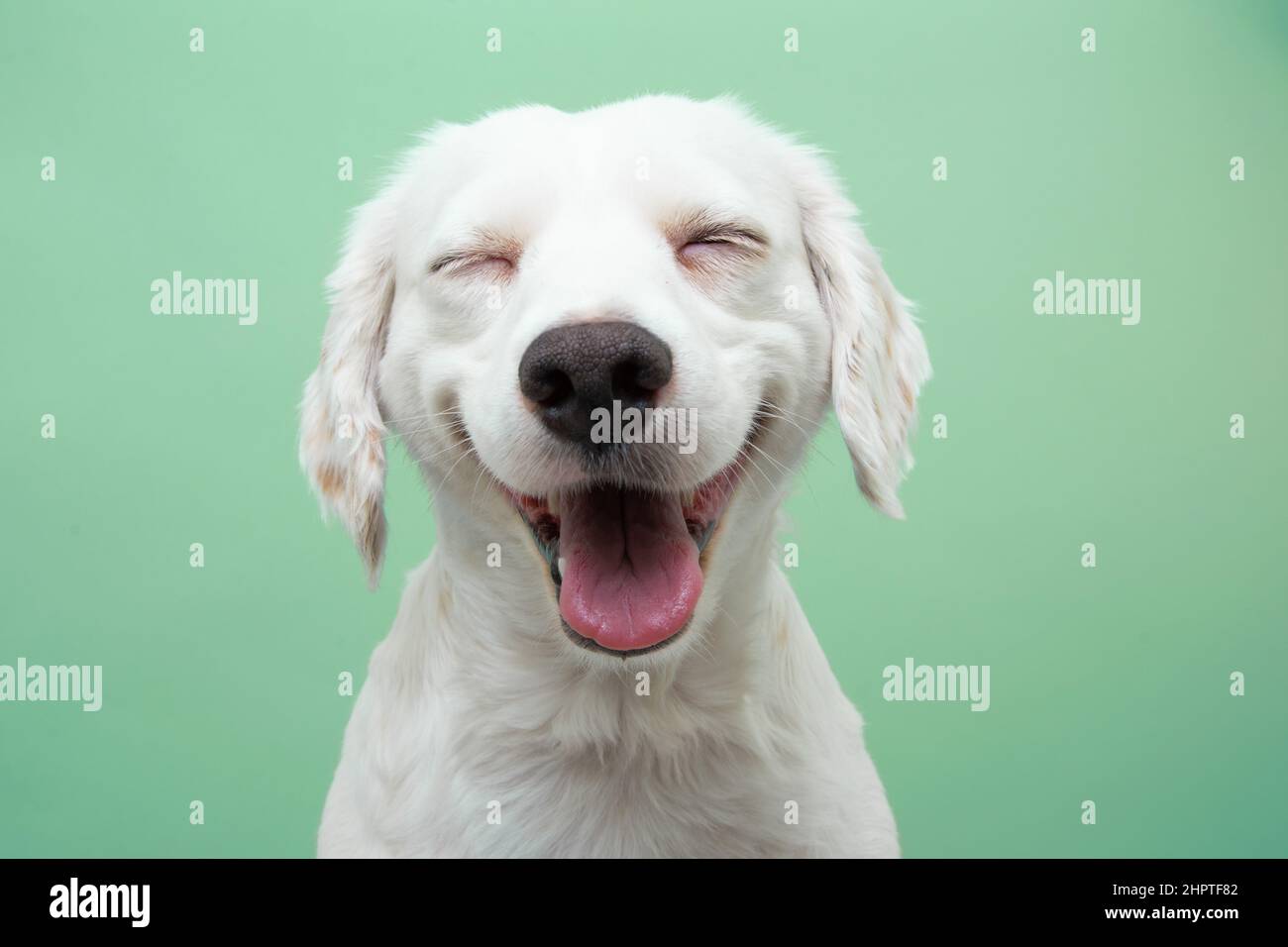 Happy dog smiling expression hi-res stock photography and images - Alamy