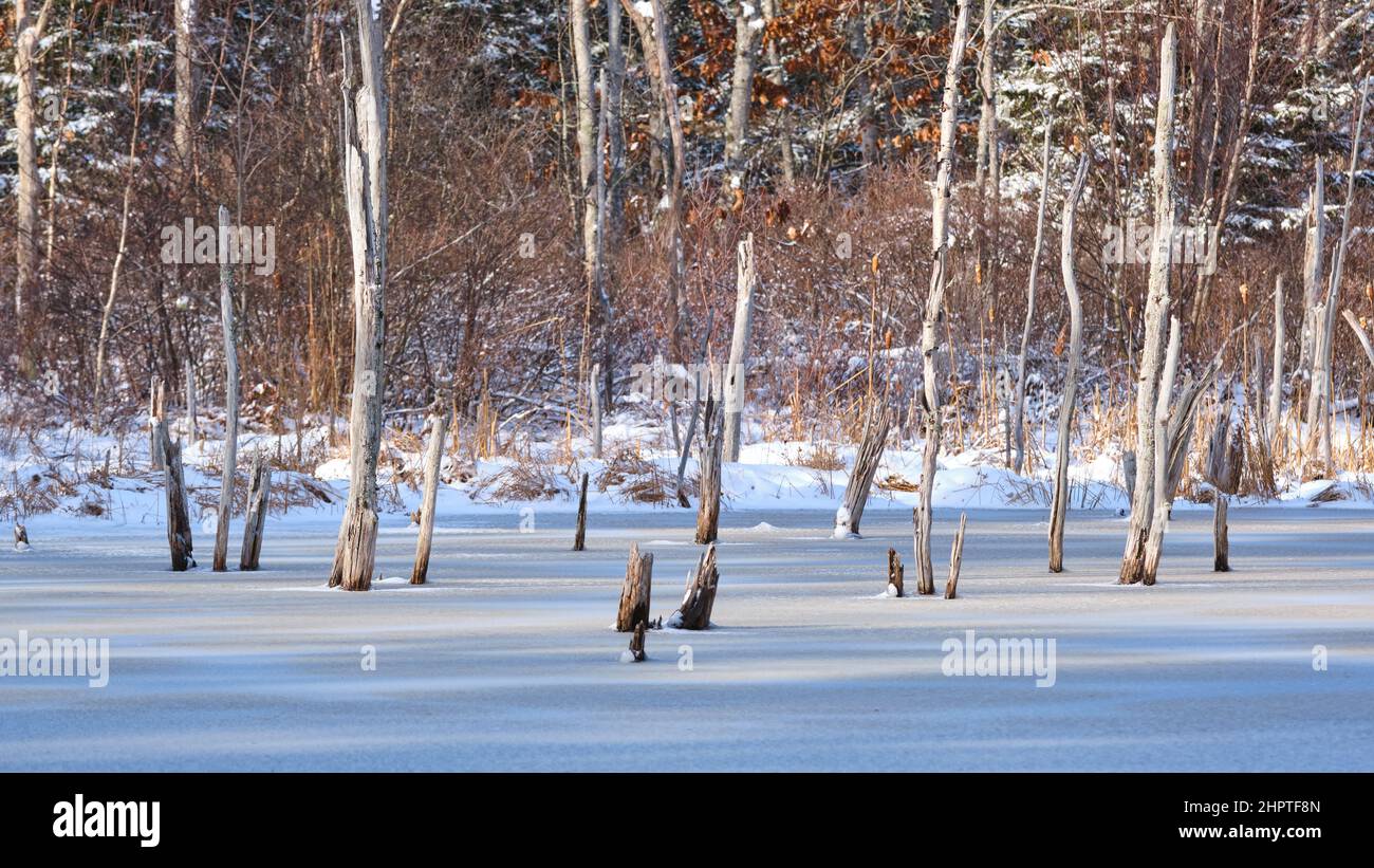 winter scene of dead tree stumps out on frozen lake with snowy bushes ...