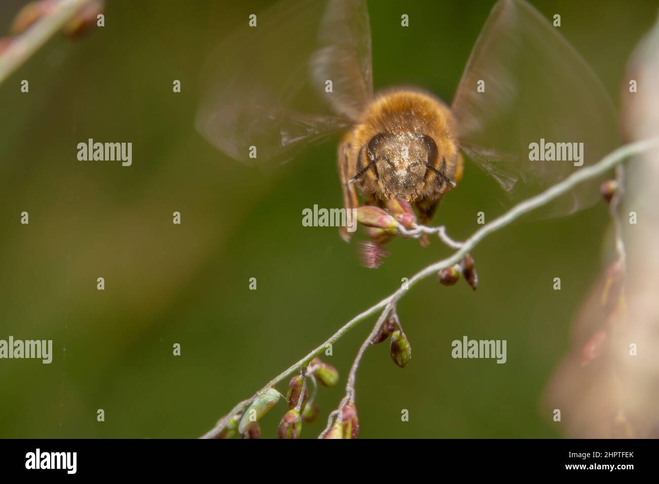 Big fat honey bee hovering with big blurry wings Stock Photo - Alamy