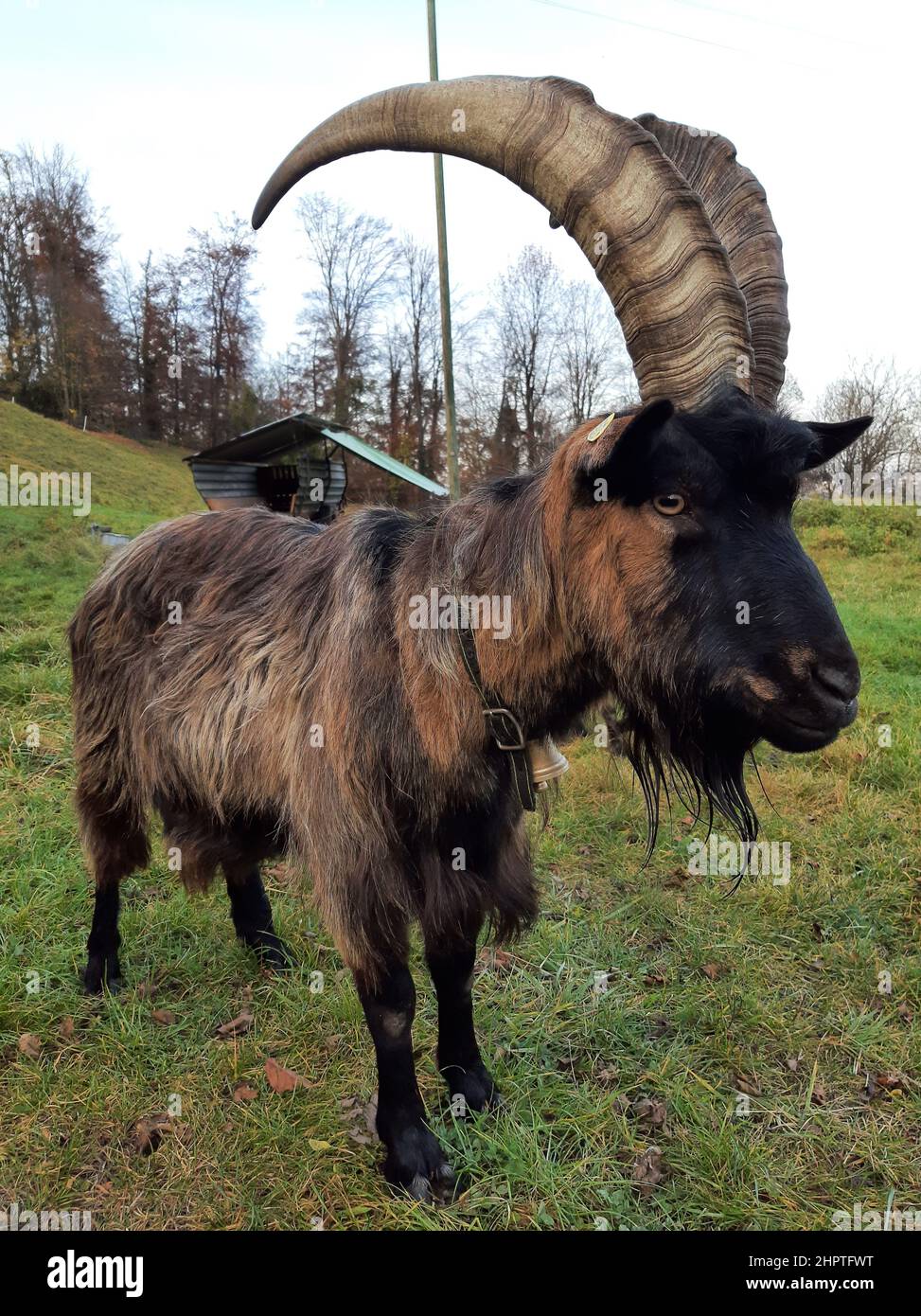 Stiefelgeiss hi-res stock photography and images - Alamy