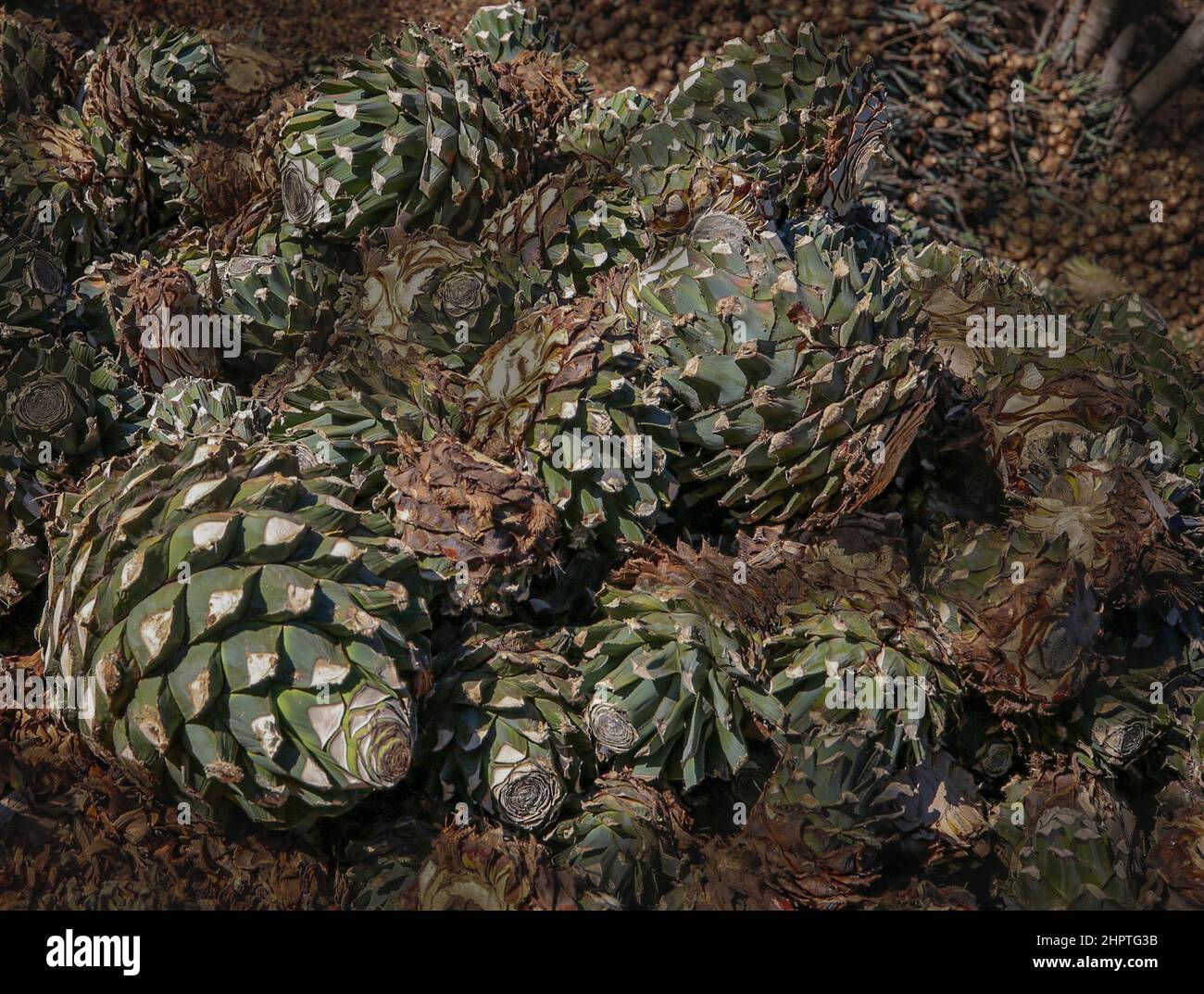 El Arenal, Mexico. 22nd Feb, 2022. Agave plants, from which tequila is ...