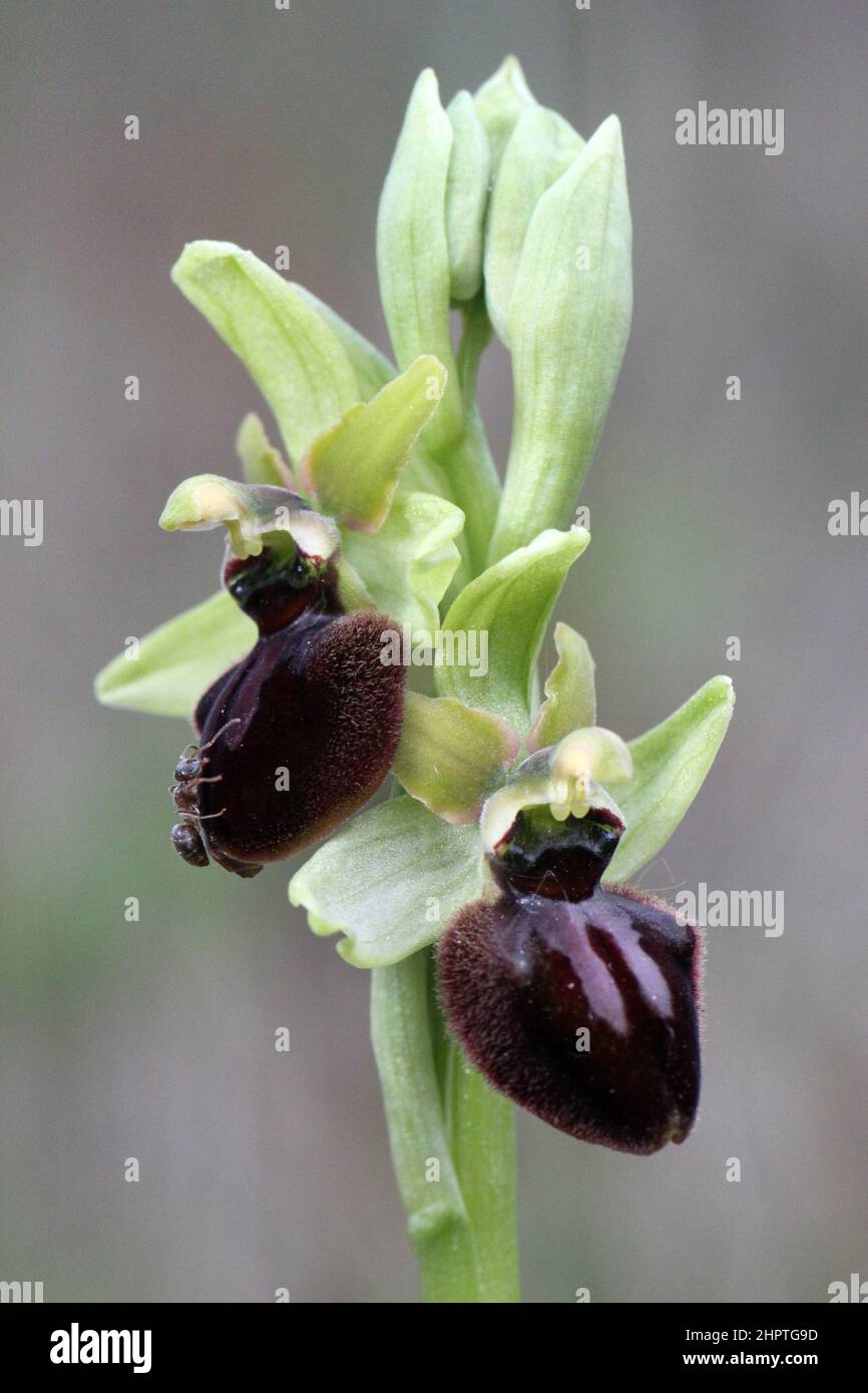 Early Spider Orchid, Ophrys sphegodes, Kent, England Stock Photo - Alamy