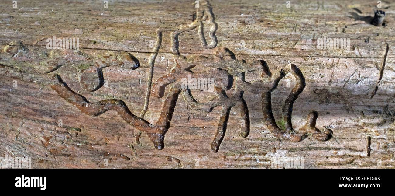 Paths made in tree trunk by worms in close up Stock Photo - Alamy