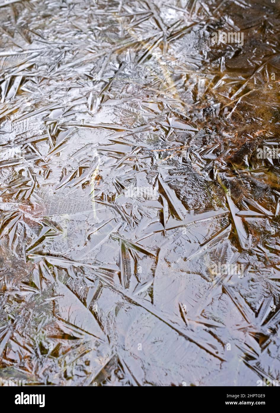 Geometry of the ice surface in swamp waters, Kemeri National Park ...