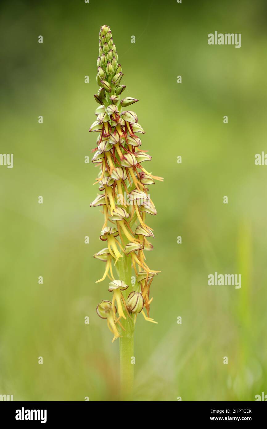 Man Orchid, Orchis anthropophora, Kent, England Stock Photo - Alamy