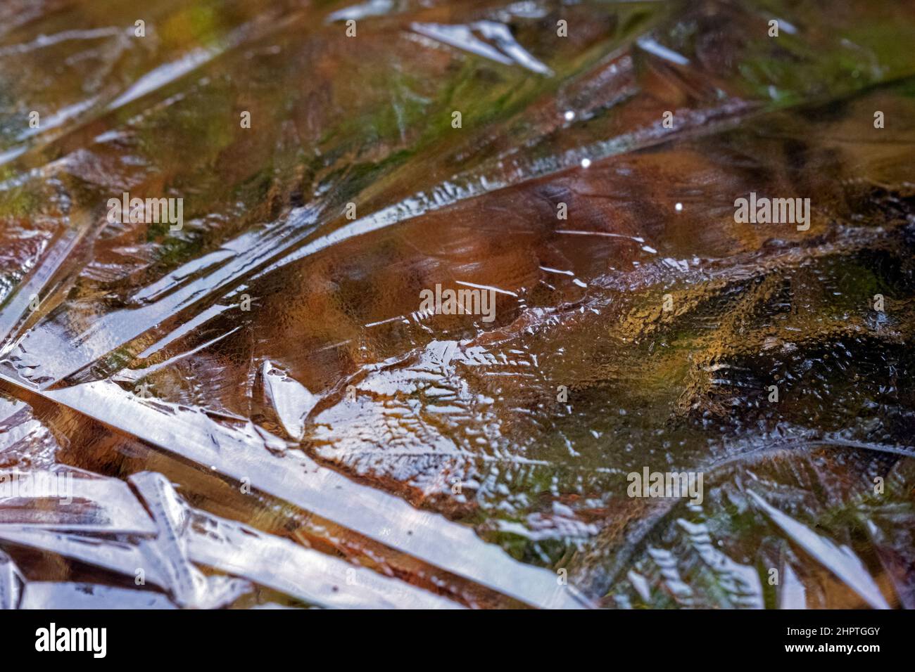 Geometry of the ice surface in swamp waters, Kemeri National Park ...
