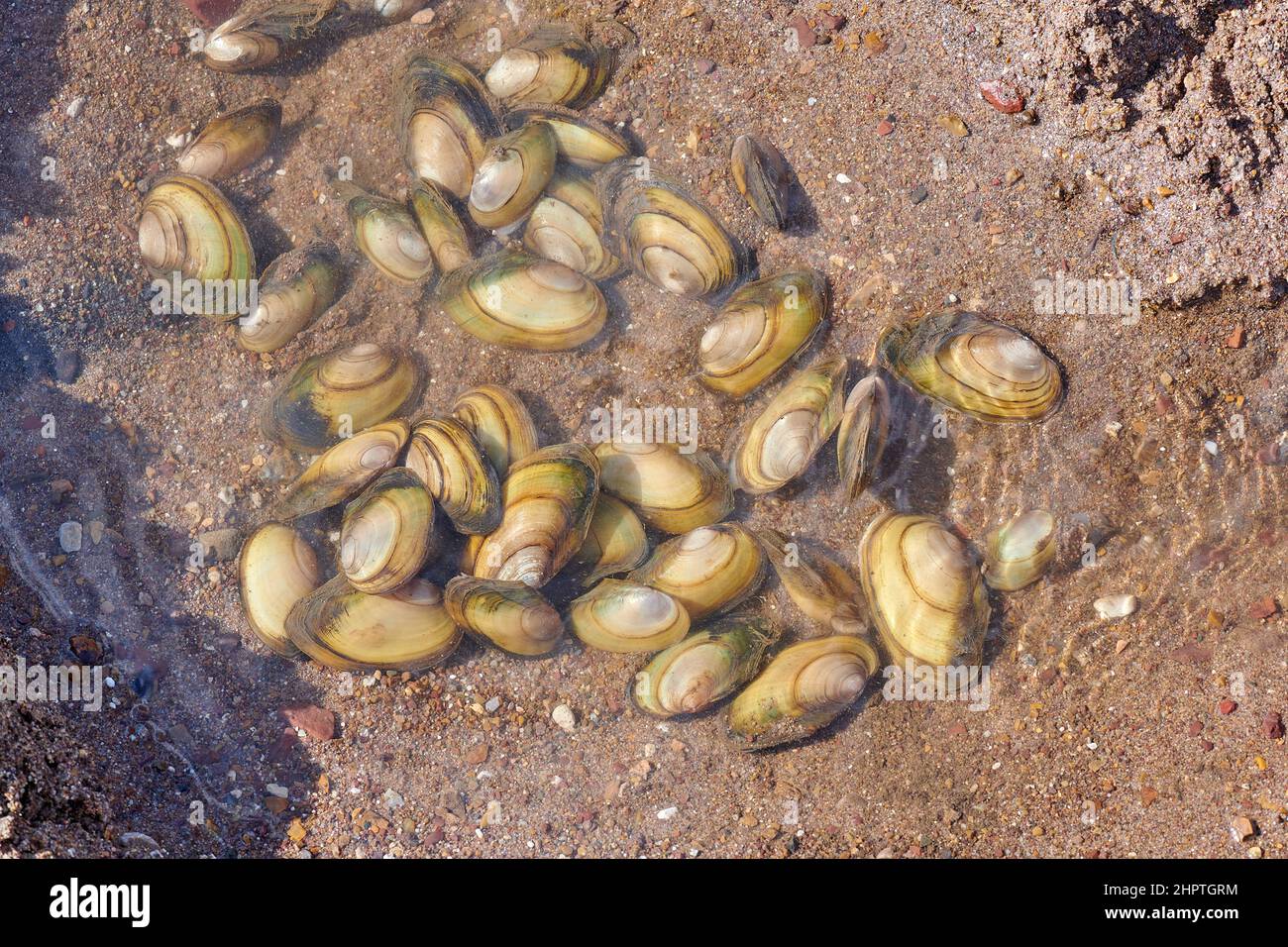 Mussels silhouette hi-res stock photography and images - Alamy